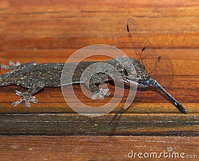 Gecko Eating Dragonfly,honduras, Lizard Stock Photo | CartoonDealer.com ...