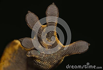 Gecko Hand Stock Photo - Image: 71000433