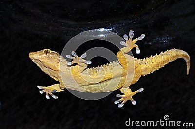 Gecko Swimming Underwater Stock Images - Image: 26089554