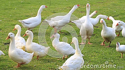 Geese on a Farm, Feeding with Bread Stock Footage - Video of neck ...