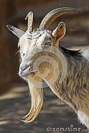 Geit stock foto. Afbeelding bestaande uit geacclimatiseerd - 13870354