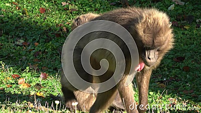 Gelada Baboon Theropithecus Gelada, Female with Young Sitting on Grass ...