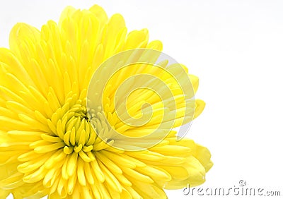 Gele Anjer Stock Afbeeldingen - Afbeelding: 685664