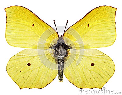 Gele Vlinder Royalty-vrije Stock Afbeeldingen - Afbeelding: 15553039