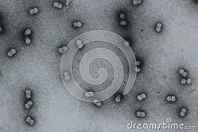 Geminated Twin Begomovirus Particles Under Transmission Electron ...