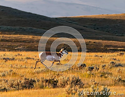 Majestic Pronghorn Antelope Galloping Through Golden Grasslands. Stock ...