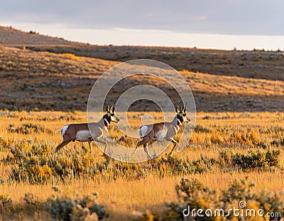 Majestic Pronghorn Antelope Galloping Through Golden Grasslands ...