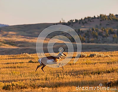Majestic Pronghorn Antelope Galloping Through Golden Grasslands. Stock ...