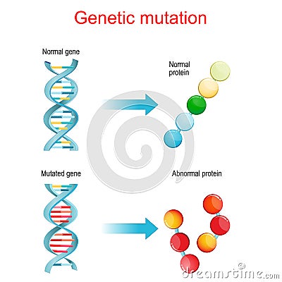 Genetic Mutation. Normal And Mutated Genes That Synthesis Normal And ...