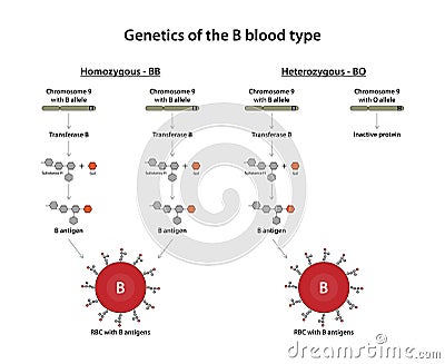 Genetics Of The B Blood Type Cartoon Vector | CartoonDealer.com #281122969