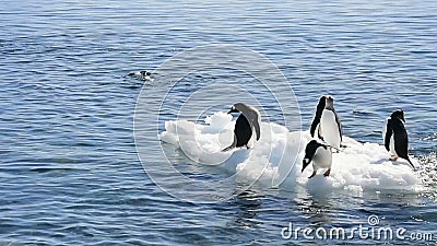 Gentoo Penguins Playing on the Ice Stock Footage - Video of continent ...