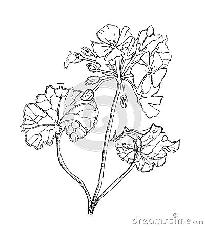 Geranium Flower Stock Illustration - Image: 71519579