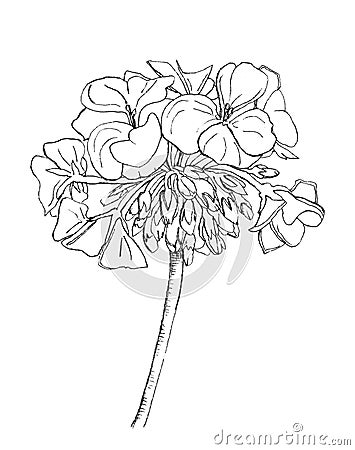 Geranium Flower Stock Illustration - Image: 71521948