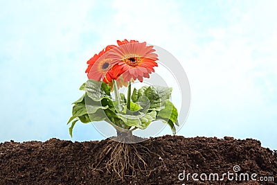 Gerbera Flower In Earth With Visible Root Royalty Free Stock ...
