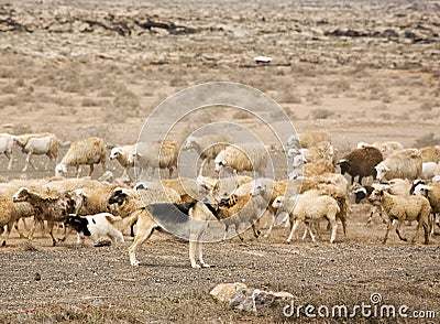 German Shepherd Guarding Herd Of Sheep Royalty Free Stock Photos ...