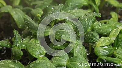 Germinating Cucumber Seeds on the Rain Stock Video - Video of growing ...