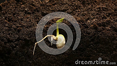 Germinating Seed Growing in Ground Agriculture Spring Summer Timelapse ...