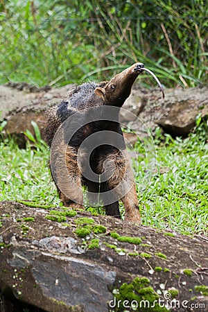 Giant Anteater Stock Photography - Image: 22536232