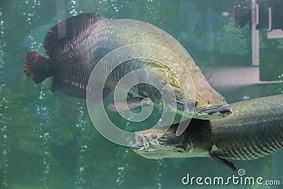 Giant Arapaima Stock Photography - Image: 24247322