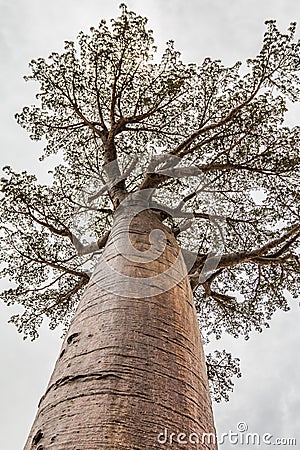 Giant Baobab Tree In Madagascar Stock Photography | CartoonDealer.com ...