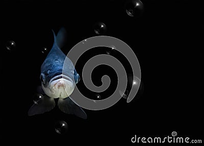 Giant Carp On Dark Background With Bubbles Stock Photo | CartoonDealer ...