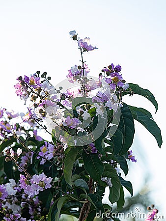 Giant Crape-Myrtle Tree Stock Photo | CartoonDealer.com #258938028