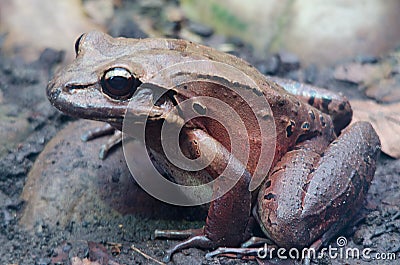 A Giant Frog Mountain Chicken Stock Image | CartoonDealer.com #94850431
