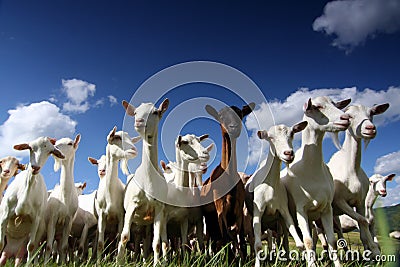 Giant Goats Royalty Free Stock Images - Image: 3310009