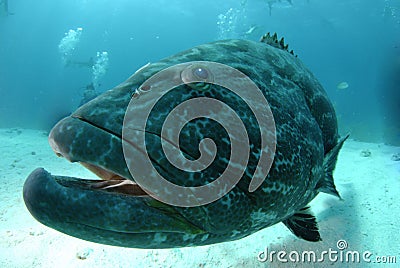 Giant Grouper Royalty Free Stock Image - Image: 14168376