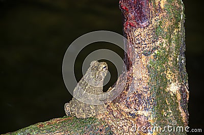 Giant Jungle Toad Or River Toad , Asian Giant Toad Phrynoidis Aspera ...