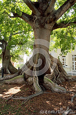 Giant Kapok Tree, Key West Royalty Free Stock Images - Image: 19250369