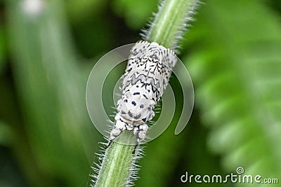Giant Leopard Moth Insects Stock Image | CartoonDealer.com #251955211