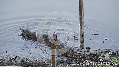 Giant Lizard is Crawling into the Swamp Stock Footage - Video of forest ...