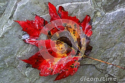 Giant Maple Leaf Stock Photo - Image: 32440