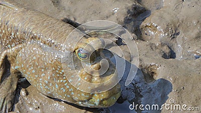 Giant Mudskipper, Blue Spotted Mudskipper or Amphibious Fish on Shallow ...