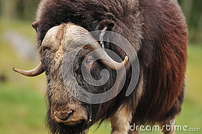 Giant Musk Ox Stock Photos - Image: 12152303