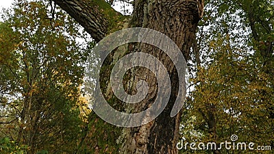 Giant oak centennial tree stock video. Video of rural - 210685077