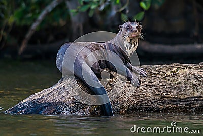 Giant Otter Standing On Log In The Peruvian Amazon Jungle Royalty Free ...