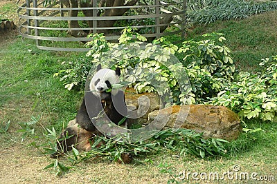 Giant Panda Pavilion Coloane Macau Taipa Green Nature Chinese Pandas ...