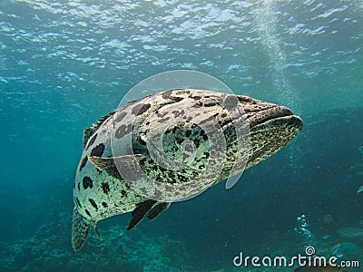 Giant Potato Cod Sea Bass Great Barrier Reef Stock Image - Image: 11989961