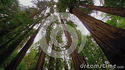 The Giant Red Cedar Trees at Redwoods National Park Stock Video - Video ...