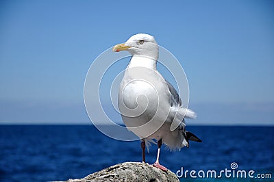 Giant Seagull Royalty Free Stock Photography - Image: 26746057