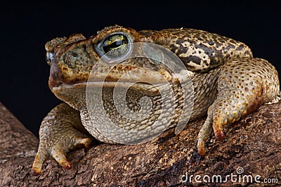 Giant Toad Royalty Free Stock Photo - Image: 18854875