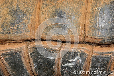 Giant Tortoise Shell Pattern Royalty-Free Stock Image | CartoonDealer ...