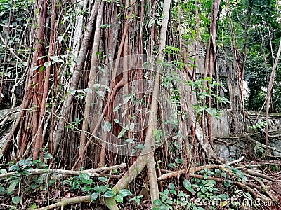 Giant Tree Roots In Forest Royalty-Free Stock Image | CartoonDealer.com ...