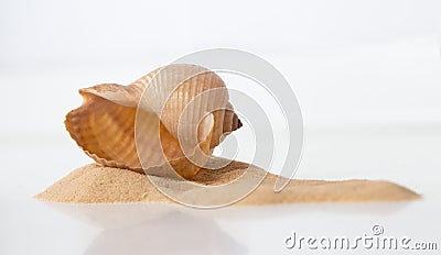 Giant Tun, Tonna Galea, Sea Snail Shell On White Royalty-Free Stock ...