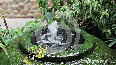 Giant Water Jar Fountain Green Algae Surface Stock Footage - Video of ...