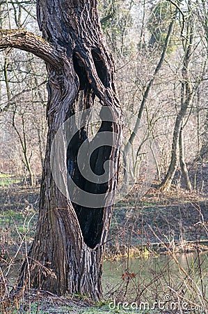 Giant Willow Tree Burnt Inside, Hollow Trunk Still Alive Stock Image ...