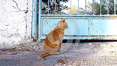 Ginger Cat Scared of Something and Runs Away Stock Video - Video of ...