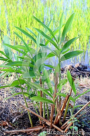 Ginger Galangal Tree Herb Plantation Royalty-Free Stock Photo ...